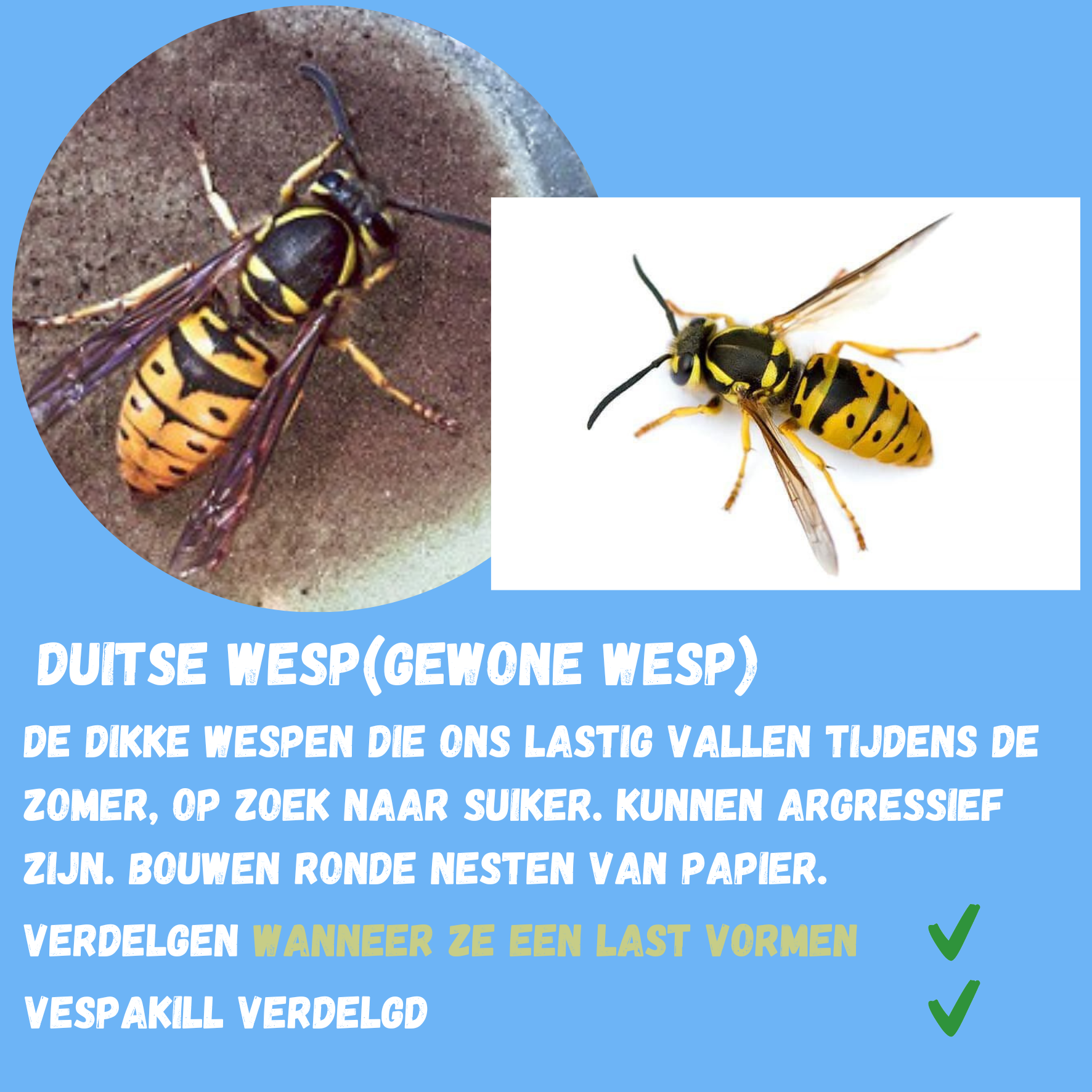 Wespen/Aziatische hoornaar verdelgen in Kortenaken/Tienen