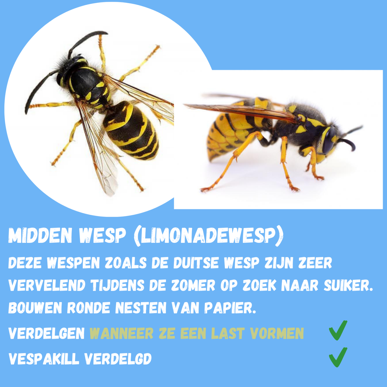 Wespen/Aziatische hoornaar verdelgen in Kortenaken/Tienen